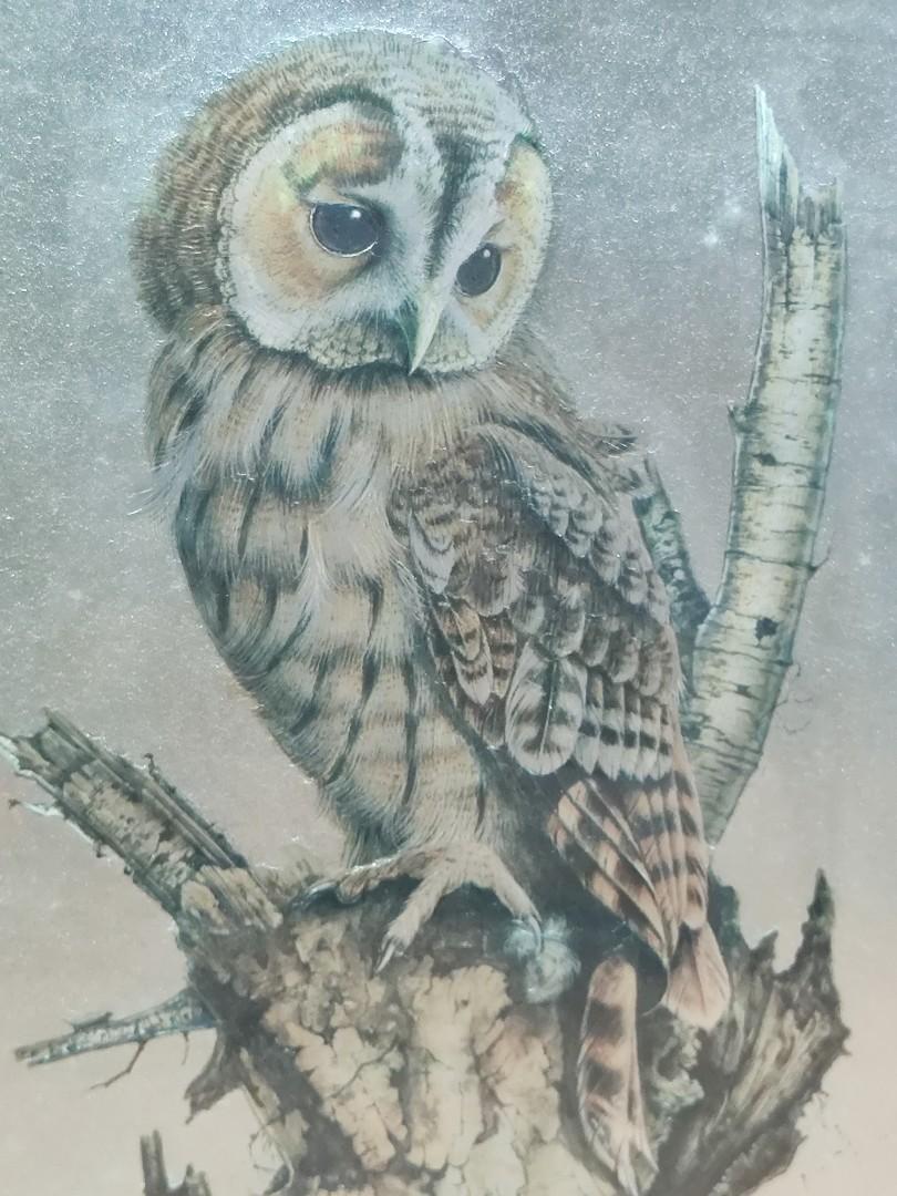 Framed Foil Art Owl by Audrey North, Hobbies & Toys, Stationery & Craft ...