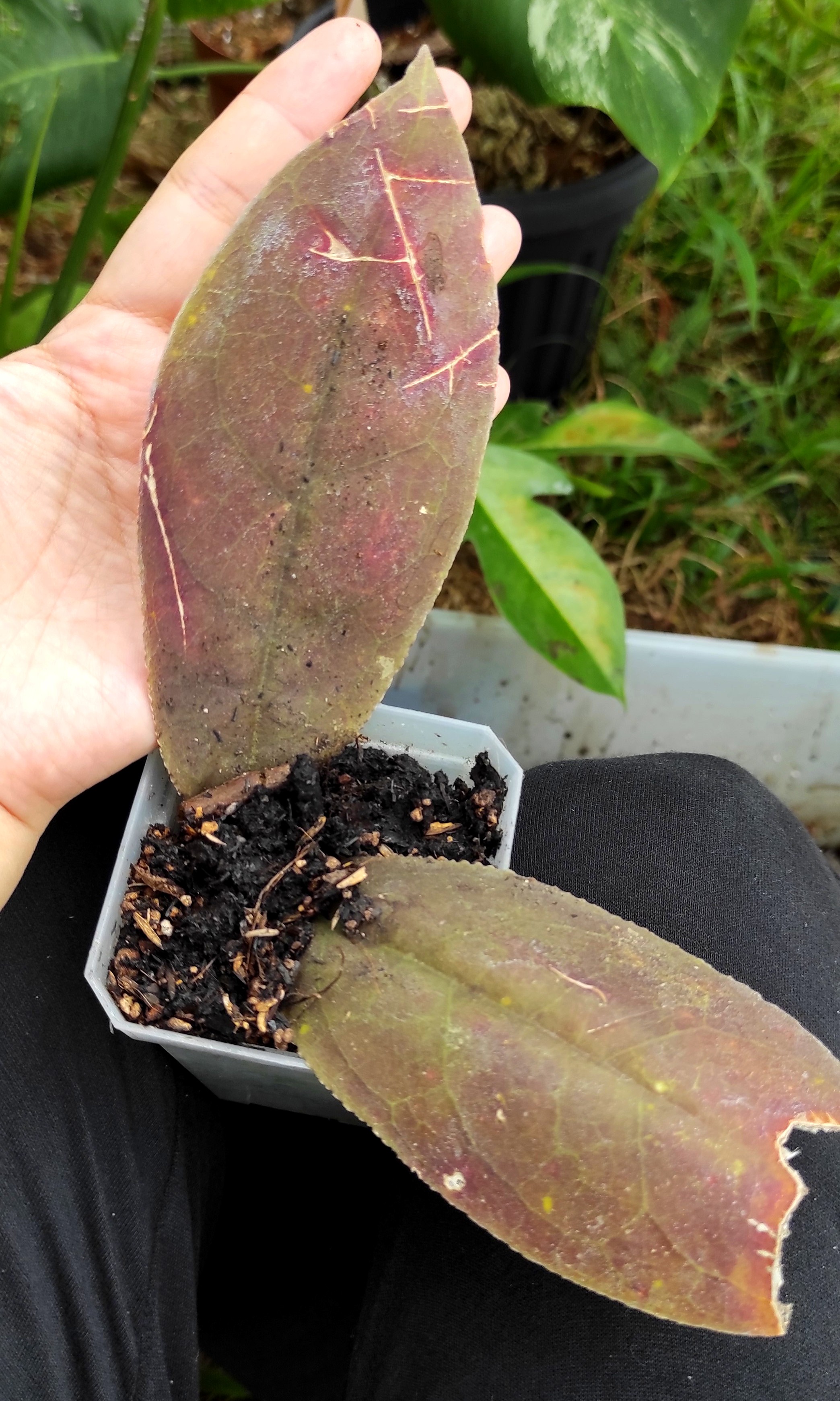 Hoya undulata red, Furniture & Home Living, Gardening, Plants & Seeds ...