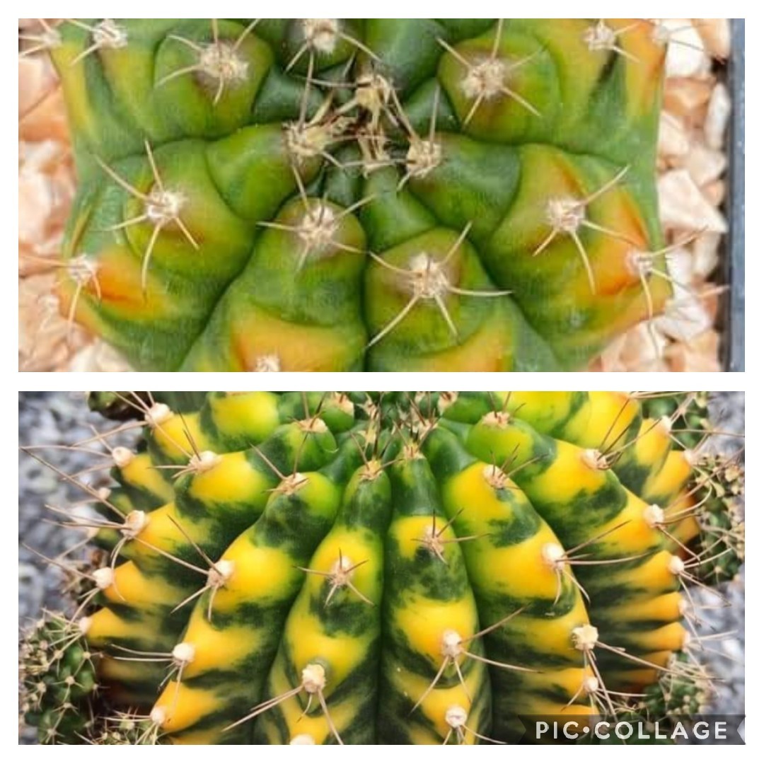 SPHINX Gymnocalycium, Furniture & Home Living, Gardening, Plants ...