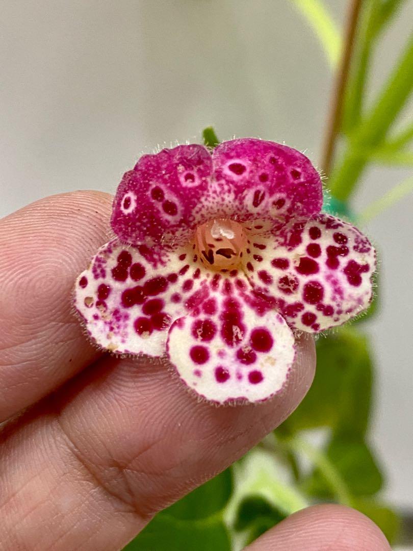 Kohleria Lucky Lucifer, Furniture & Home Living, Gardening, Plants ...