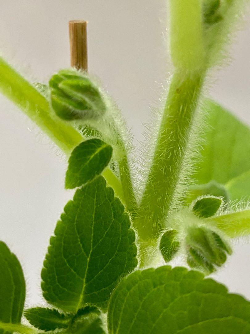 Kohleria Lucky Lucifer, Furniture & Home Living, Gardening, Plants ...