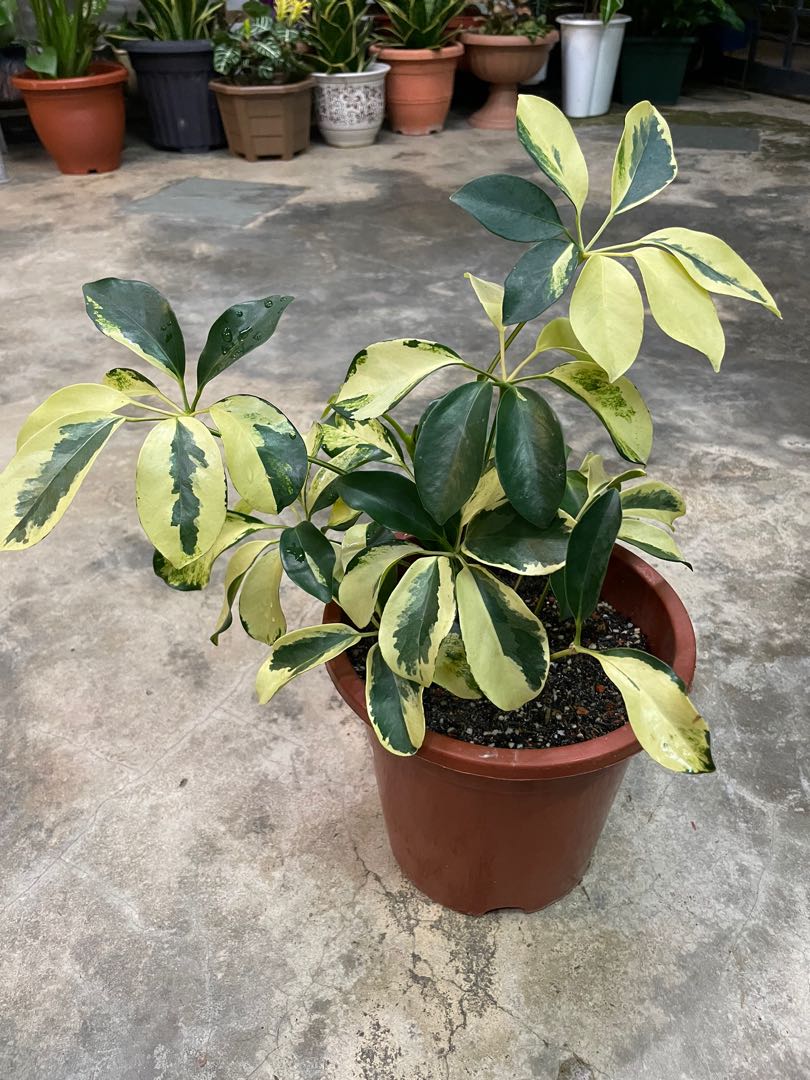 Schefflera arboricola variegated.( Dwarf umbrella tree), Furniture ...