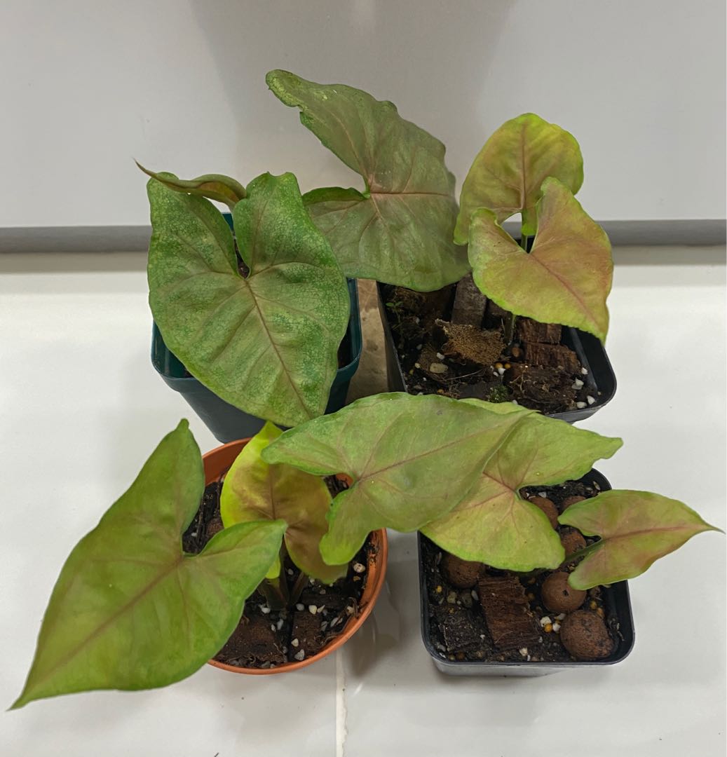Syngonium Berry Allusion, Furniture & Home Living, Gardening, Plants ...