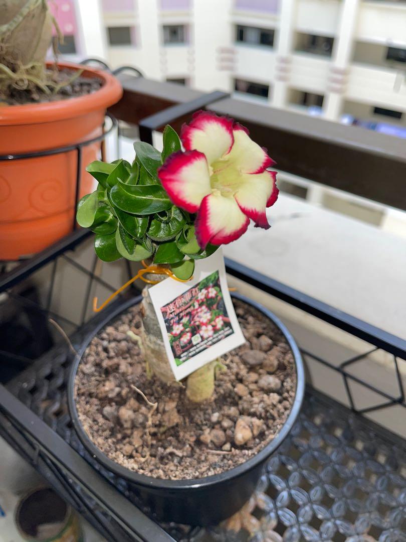 Taiwan Mini (Desert Rose/ Adenium), Furniture & Home Living, Gardening ...