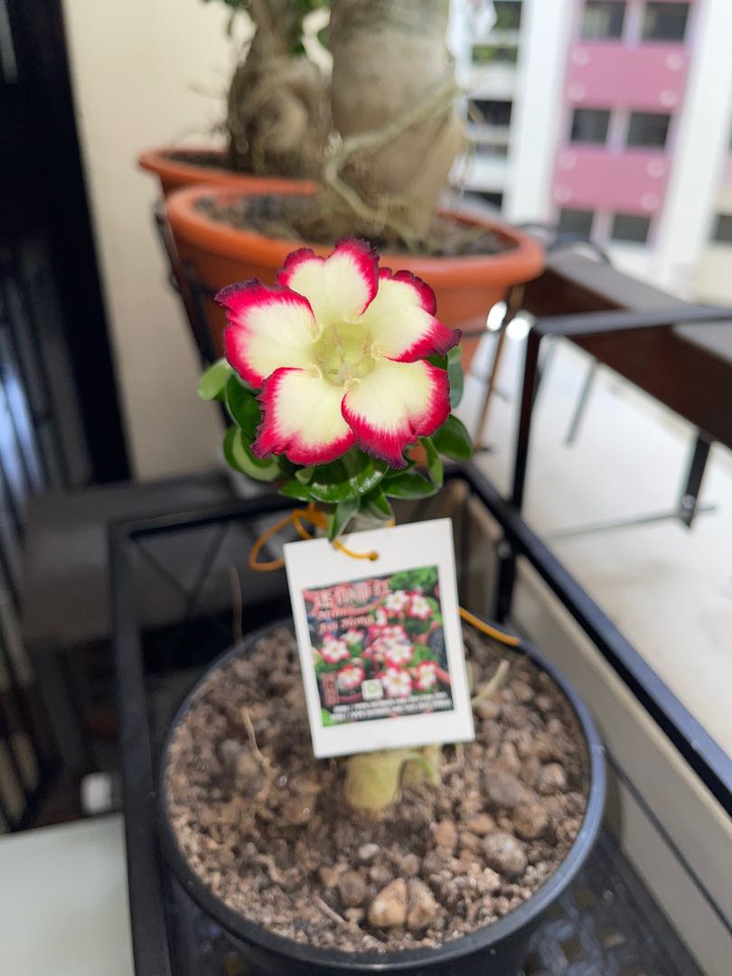 Taiwan Mini (Desert Rose/ Adenium), Furniture & Home Living, Gardening ...