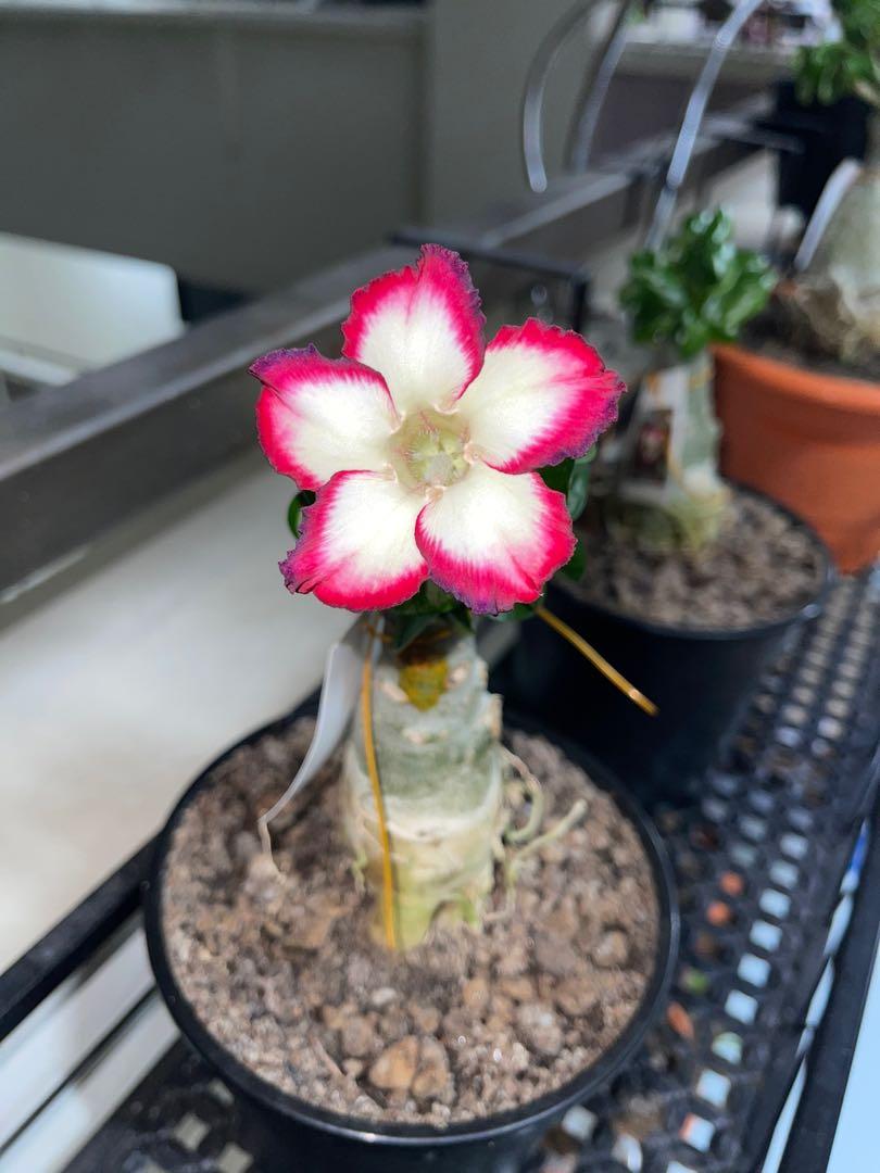 Taiwan Mini (Desert Rose/ Adenium), Furniture & Home Living, Gardening ...