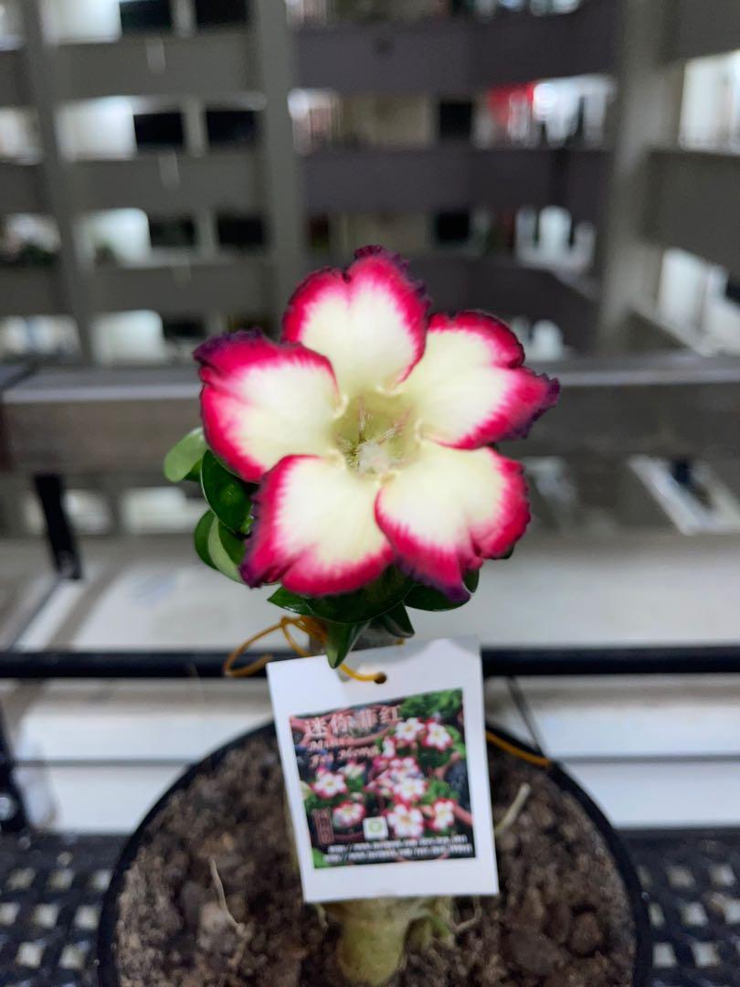 Taiwan Mini (Desert Rose/ Adenium), Furniture & Home Living, Gardening ...