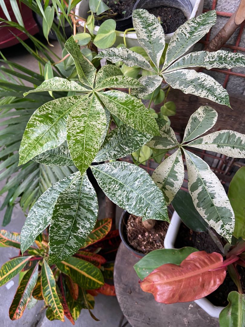 Variegated money tree, Furniture & Home Living, Gardening, Plants ...