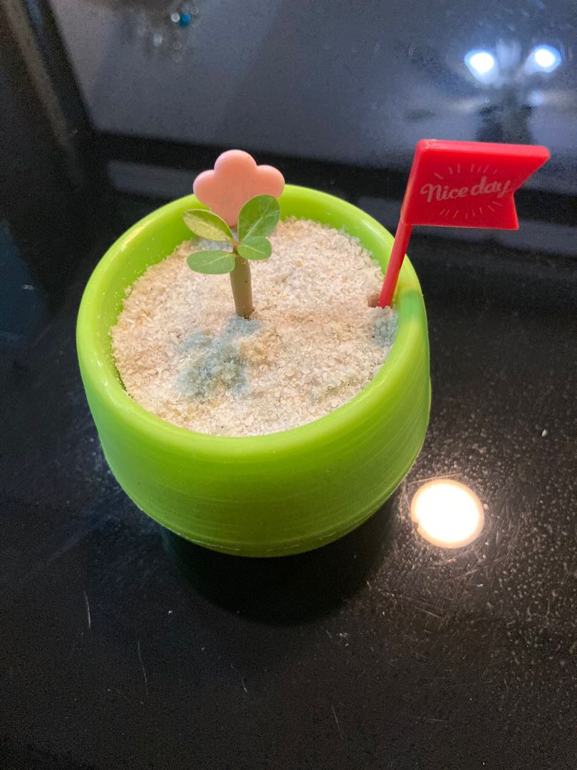 Adenium Fu Gui Hua, Furniture & Home Living, Gardening, Plants & Seeds ...