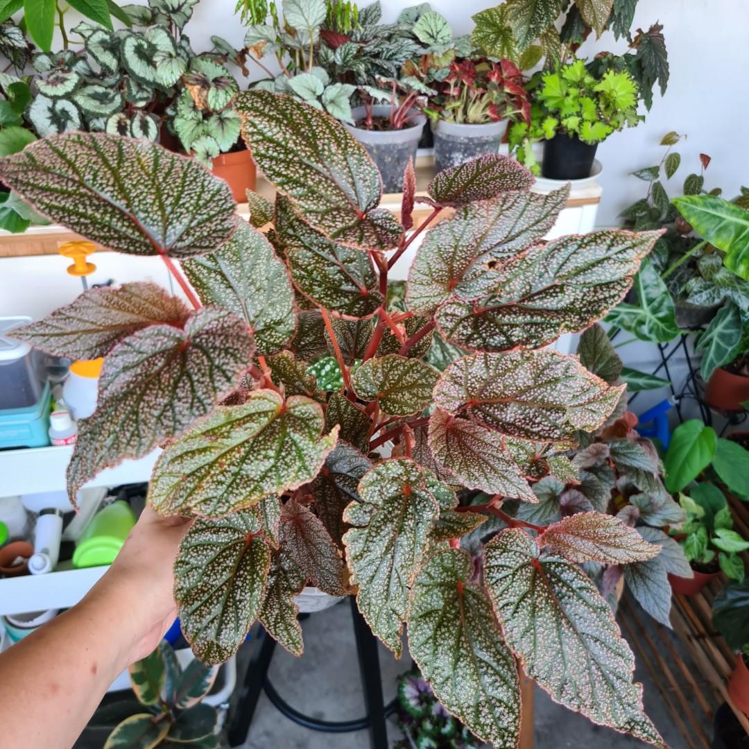 Begonia U062, Furniture & Home Living, Gardening, Plants & Seeds on ...