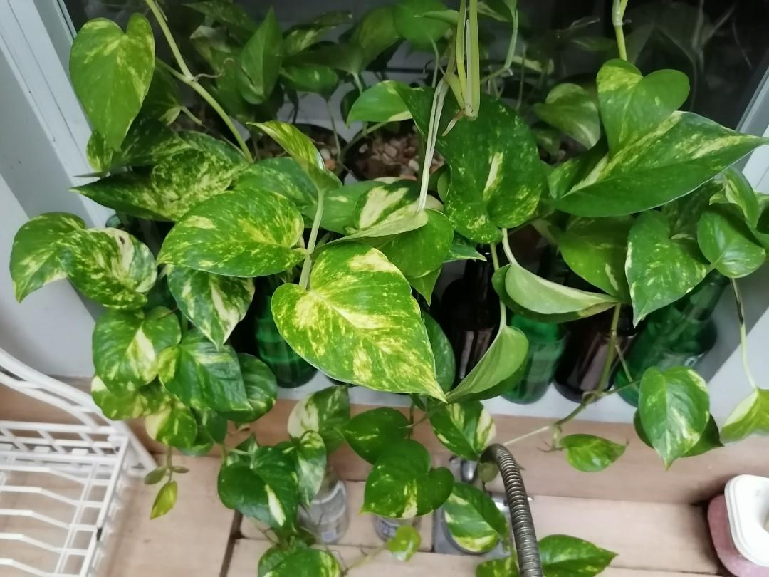 Golden Trailing Pothos Plants, Furniture & Home Living, Gardening ...