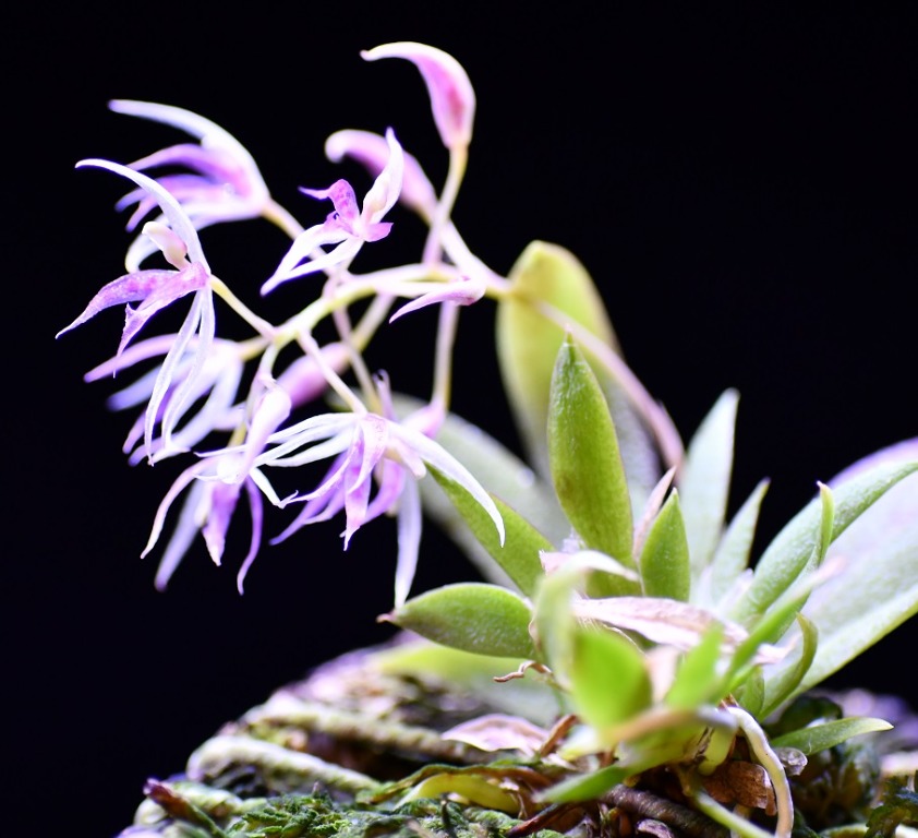 Rare Macroclinium bicolor (miniature orchid), Furniture & Home Living ...