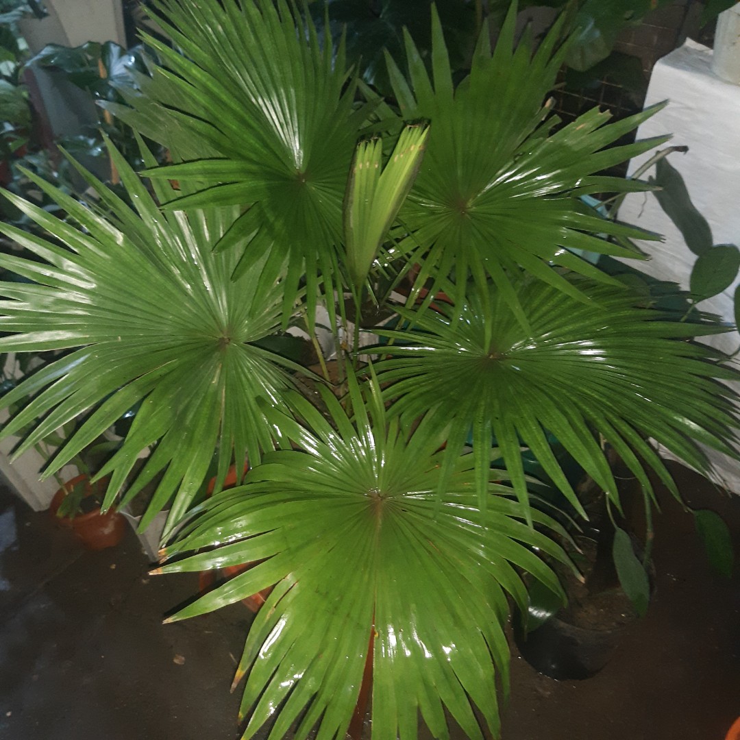 Anahaw plants, Furniture & Home Living, Gardening, Plants & Seeds on ...