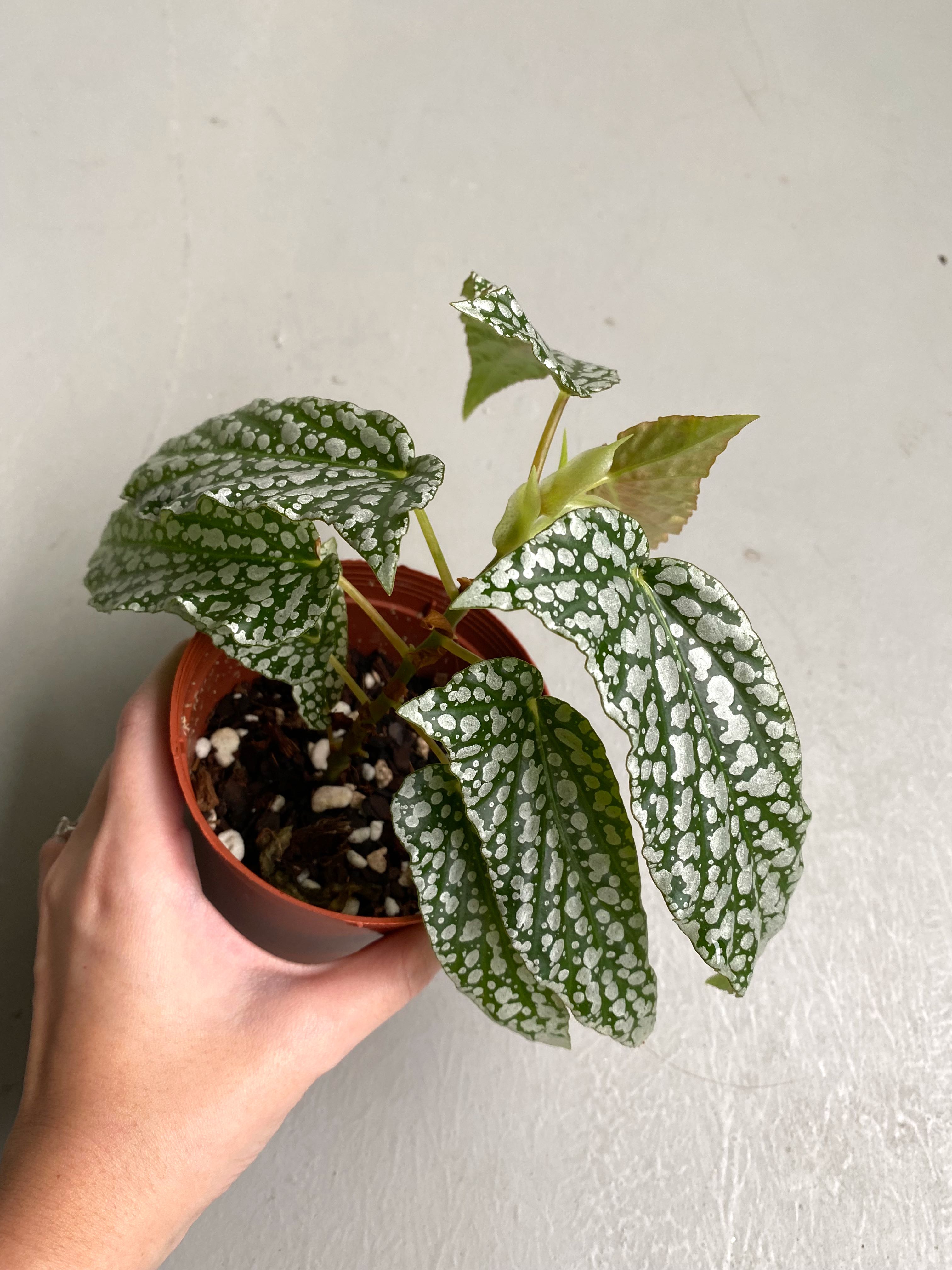 Begonia white ice, Furniture & Home Living, Gardening, Plants & Seeds ...