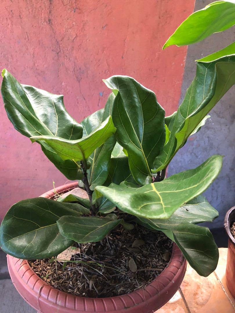 Fiddle Leaf Fig (tree), Furniture & Home Living, Gardening, Plants ...