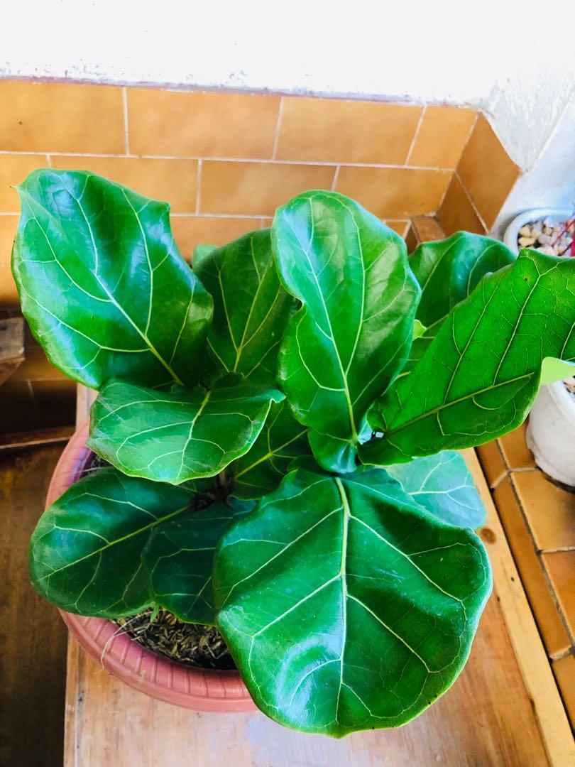 Fiddle Leaf Fig (tree), Furniture & Home Living, Gardening, Plants ...