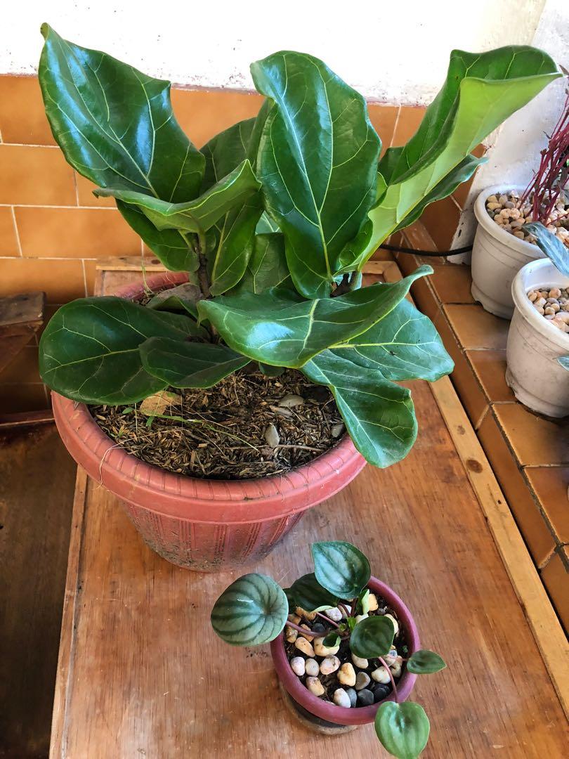 Fiddle Leaf Fig (tree), Furniture & Home Living, Gardening, Plants ...