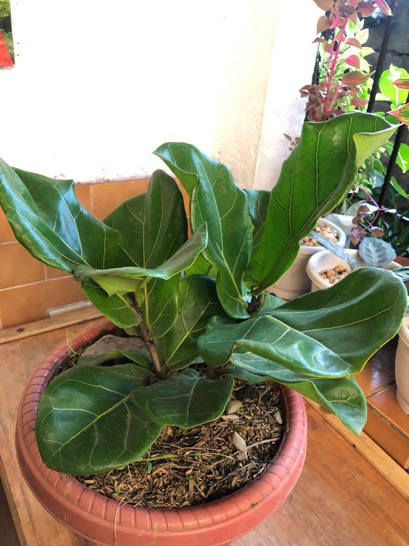 Fiddle Leaf Fig (tree), Furniture & Home Living, Gardening, Plants ...