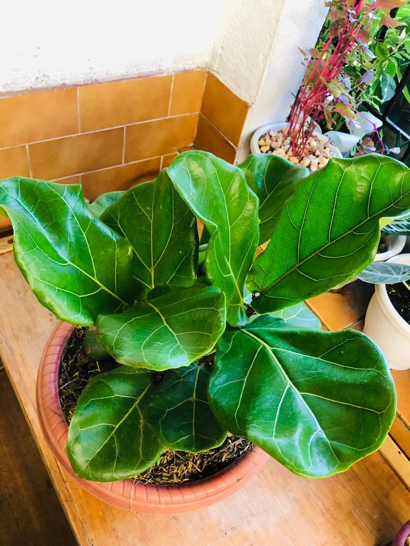 Fiddle Leaf Fig (tree), Furniture & Home Living, Gardening, Plants ...