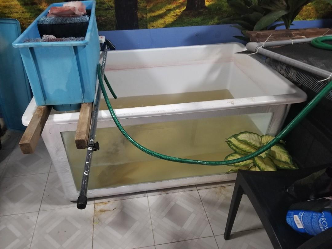 Fish tub with viewing gallery, Pet Supplies, Homes & Other Pet ...