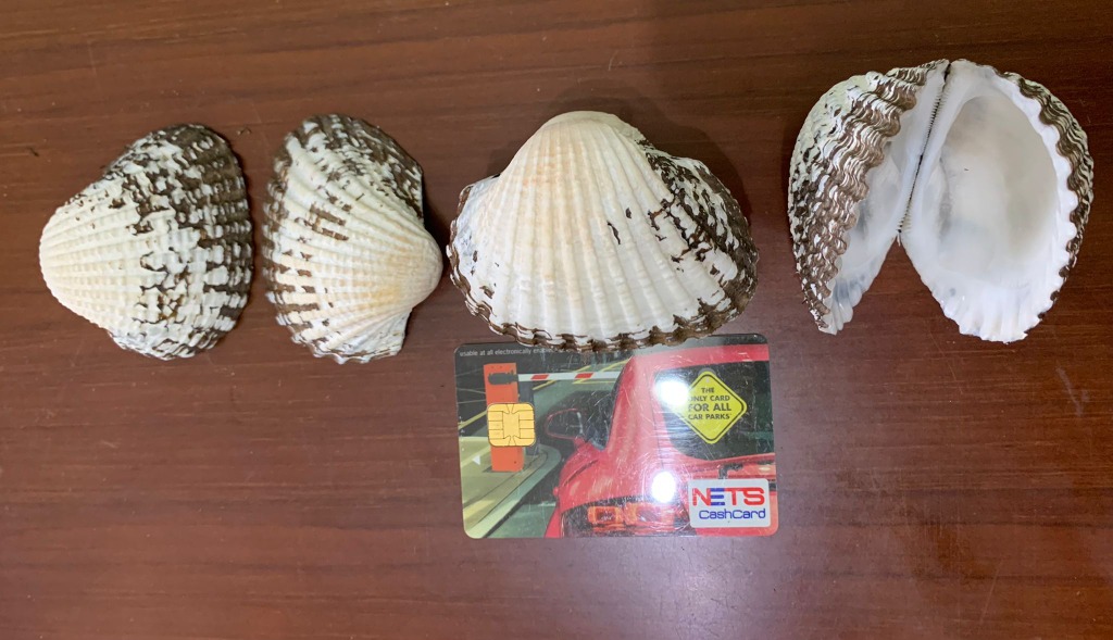 Genuine Extra Large Cockle Shells / Sea Shells, Furniture & Home Living ...