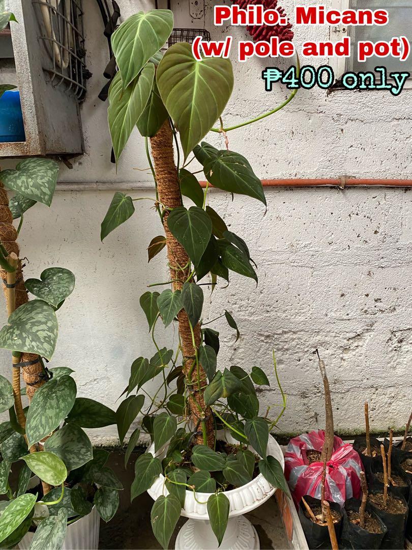 Philo. Micans, Furniture & Home Living, Gardening, Plants & Seeds on ...