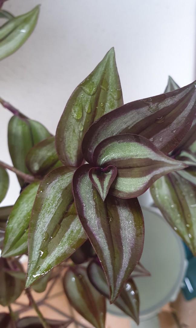 Wandering Jew Plant ( Transcendia Zebrina), Furniture & Home Living ...