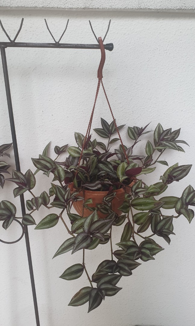 Wandering Jew Plant ( Transcendia Zebrina), Furniture & Home Living ...