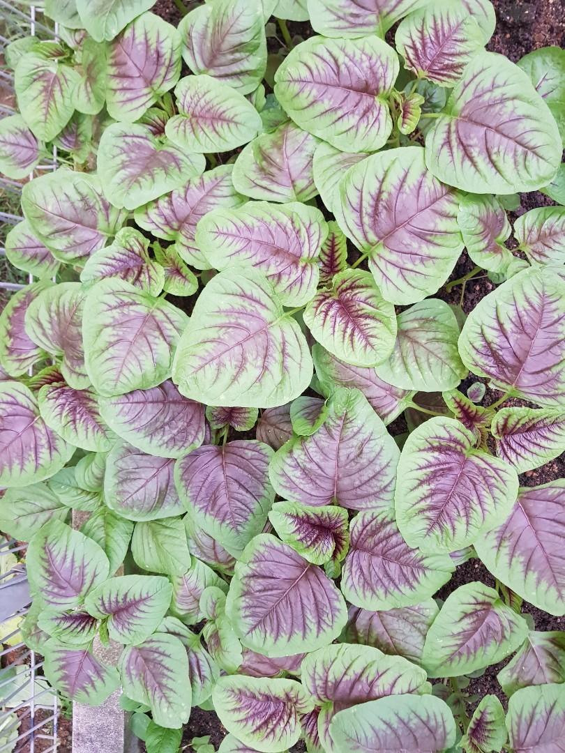 Seeds Red Spinach Bayam 苋菜 Amaranth Heng Cai Urban Farming Vegetables ...