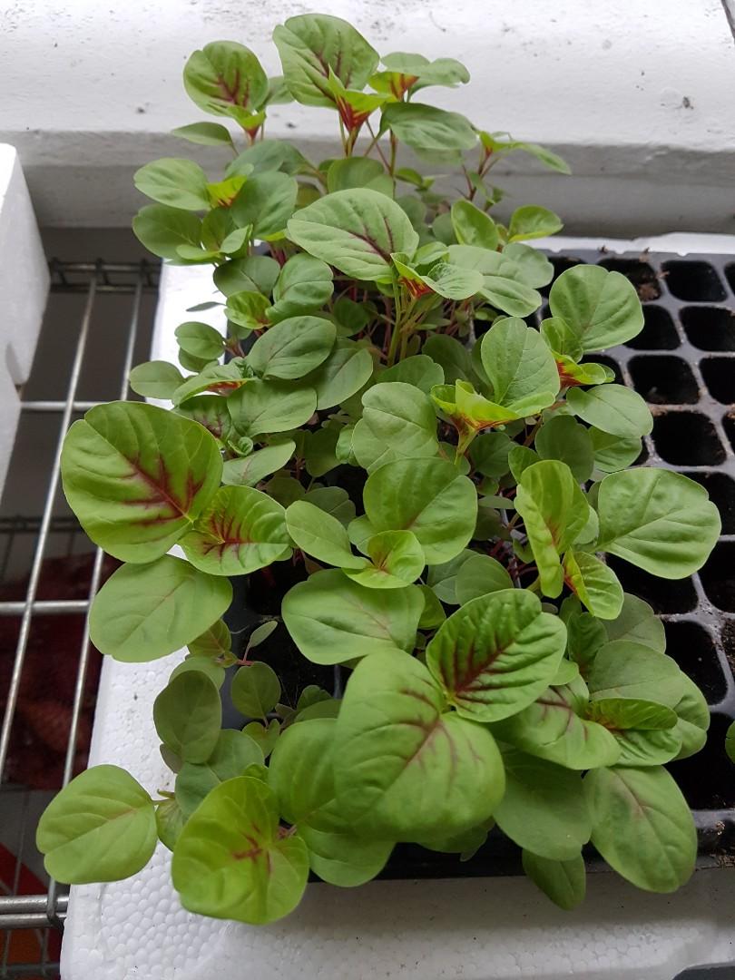 Seeds Red Spinach Bayam 苋菜 Amaranth Heng Cai Urban Farming Vegetables ...