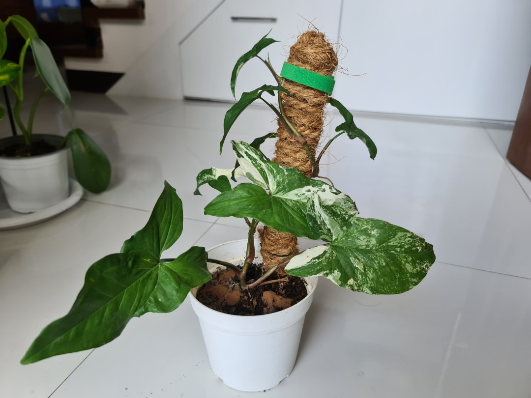 Syngonium Albo trailing, Furniture & Home Living, Gardening, Plants ...