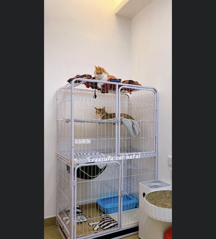 Treasure pet boarding pet sitting, 興趣及遊戲, 玩具 & 遊戲類 - Carousell