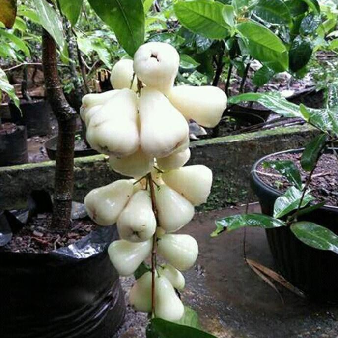 Anak Pokok Jambu Susu, Furniture & Home Living, Gardening, Plants ...