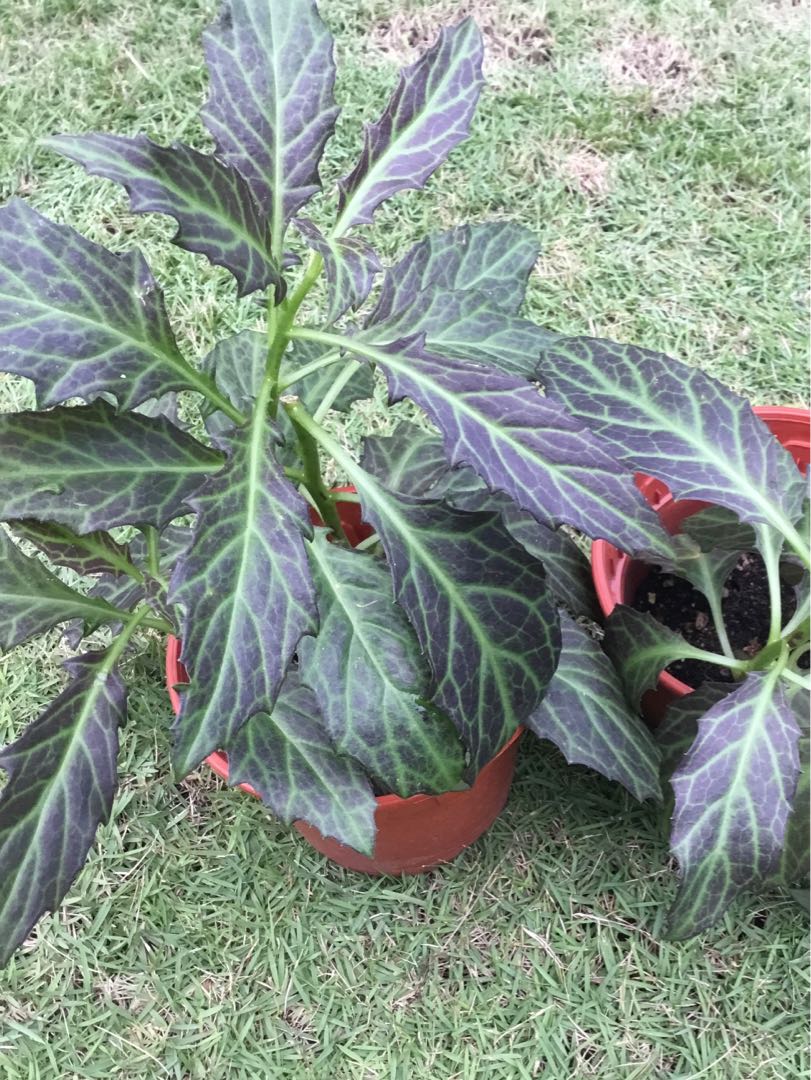 Gynura Pseudochina SPP Homegrown Potted Plants Edible Greens Chemical ...
