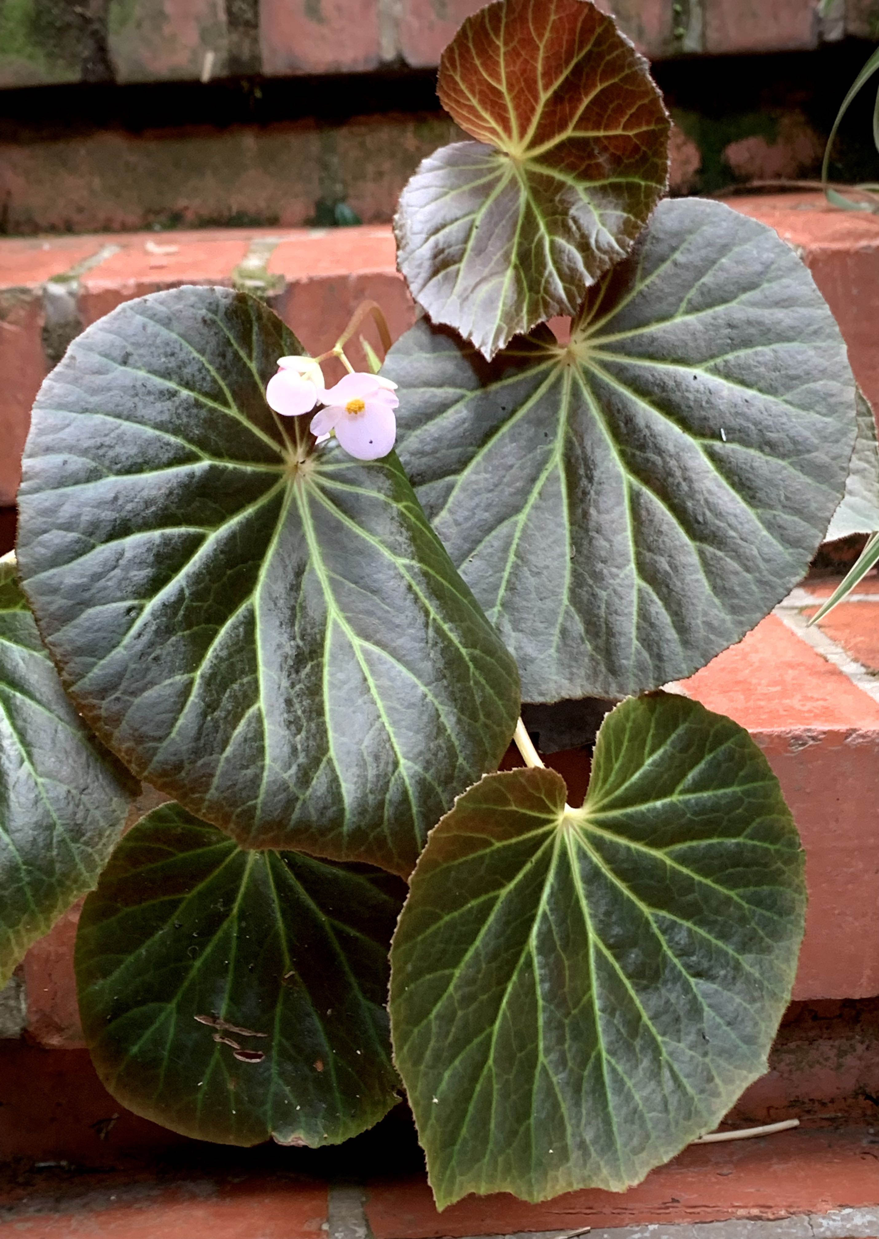 Plant - Begonia U514, Furniture & Home Living, Gardening, Plants ...