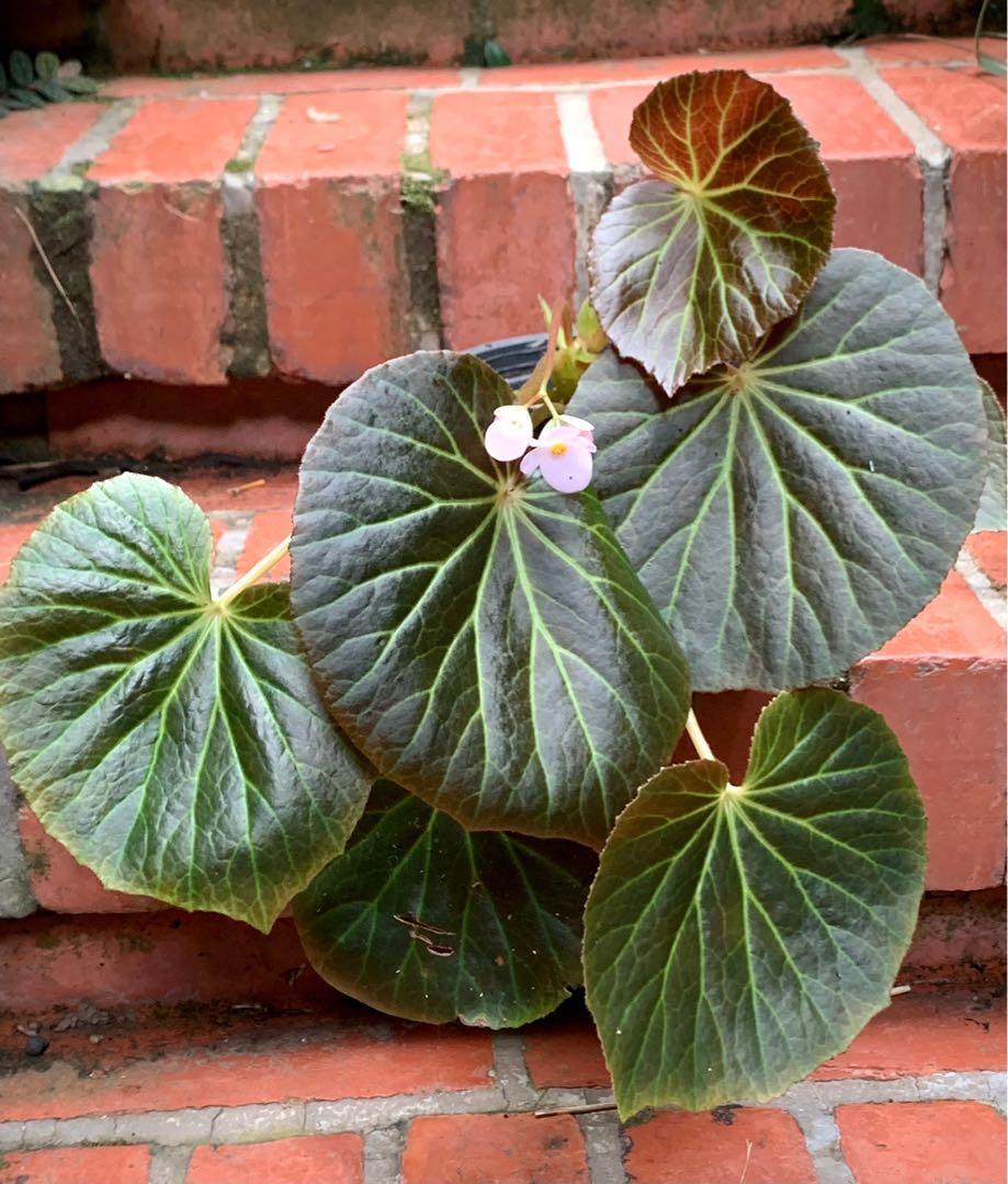 Plant - Begonia U514, Furniture & Home Living, Gardening, Plants ...