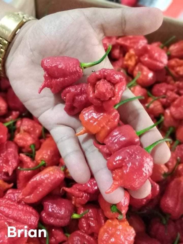 Carolina reaper, Food & Drinks, Spice & Seasoning on Carousell