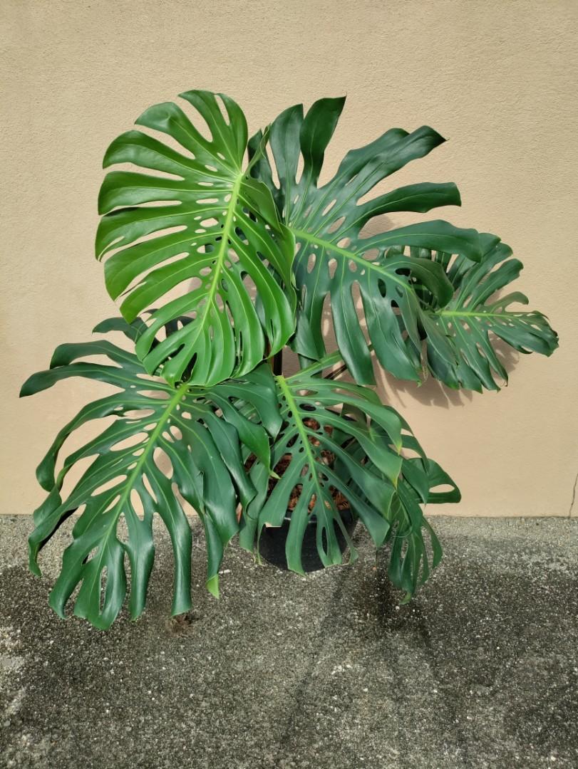 Monstera Deliciosa Cultivate 'Hyperfenestrated', Furniture & Home ...