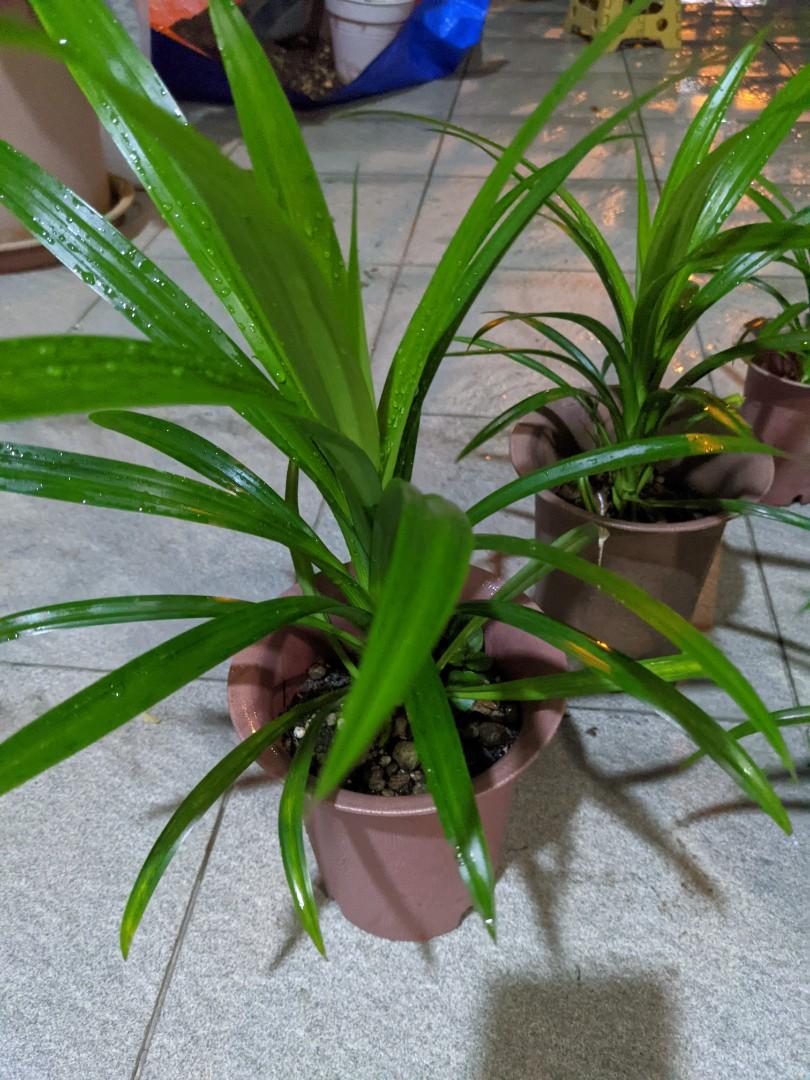 Pandan Plant, mini Pandan Plant, Furniture & Home Living, Gardening ...