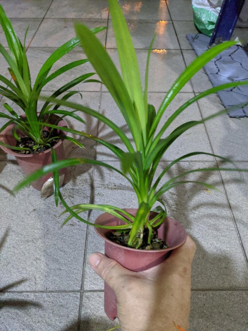 Pandan Plant, mini Pandan Plant, Furniture & Home Living, Gardening ...