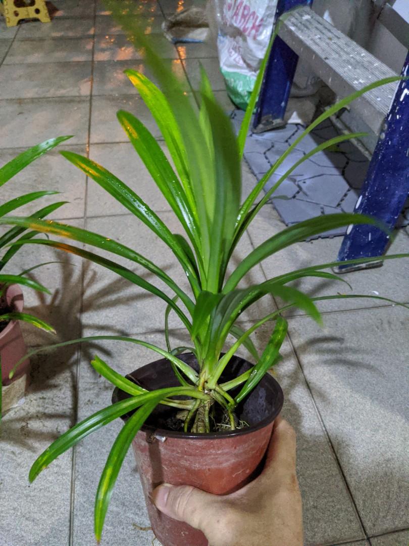 Pandan Plant, mini Pandan Plant, Furniture & Home Living, Gardening ...