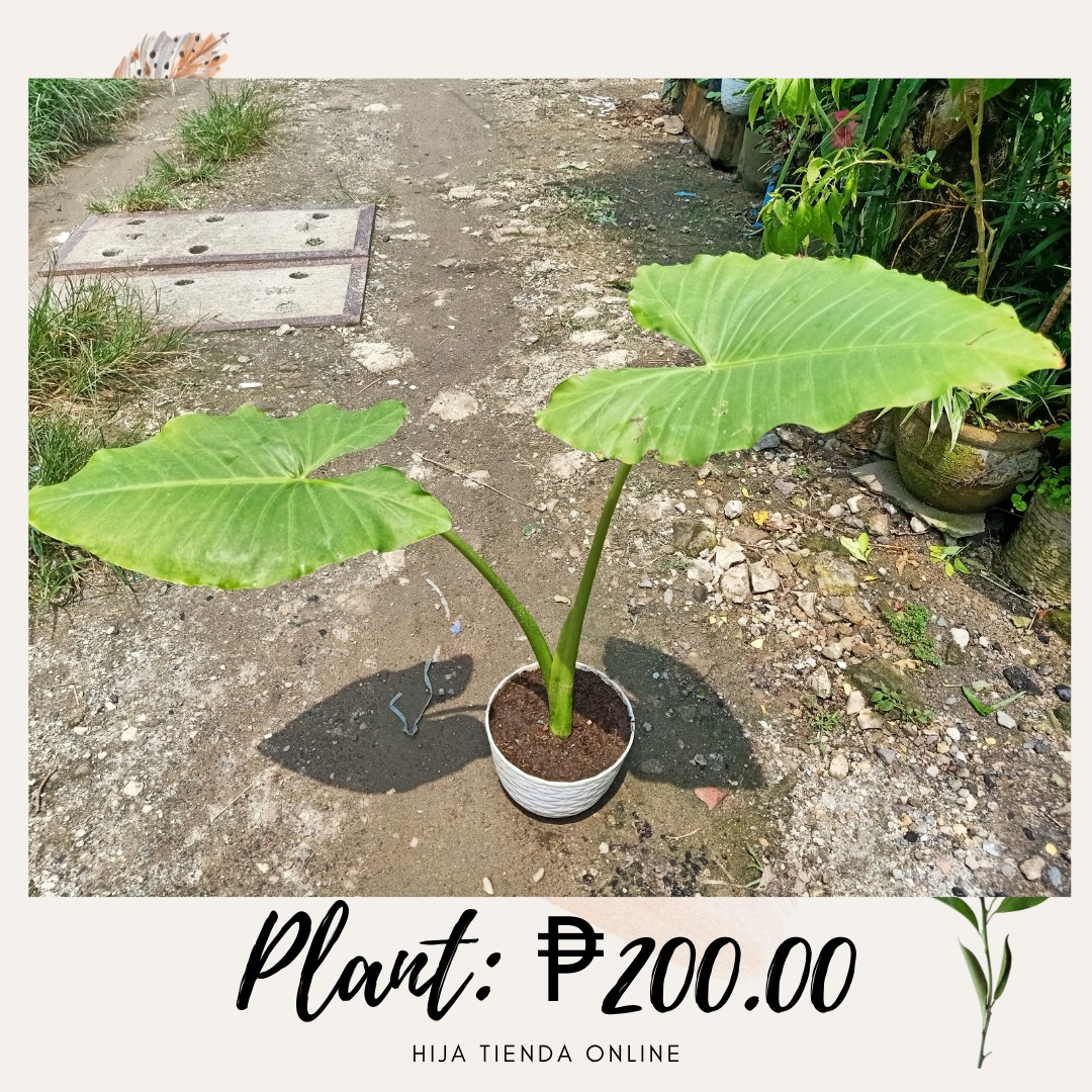 BADYANG PLANTS, Furniture & Home Living, Gardening, Plants & Seeds on ...