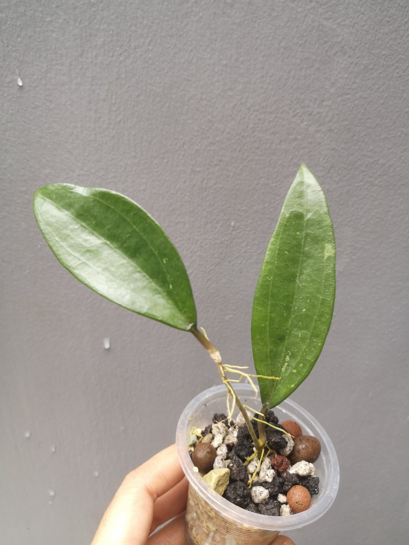 Hoya Rigida, Furniture & Home Living, Gardening, Plants & Seeds on ...