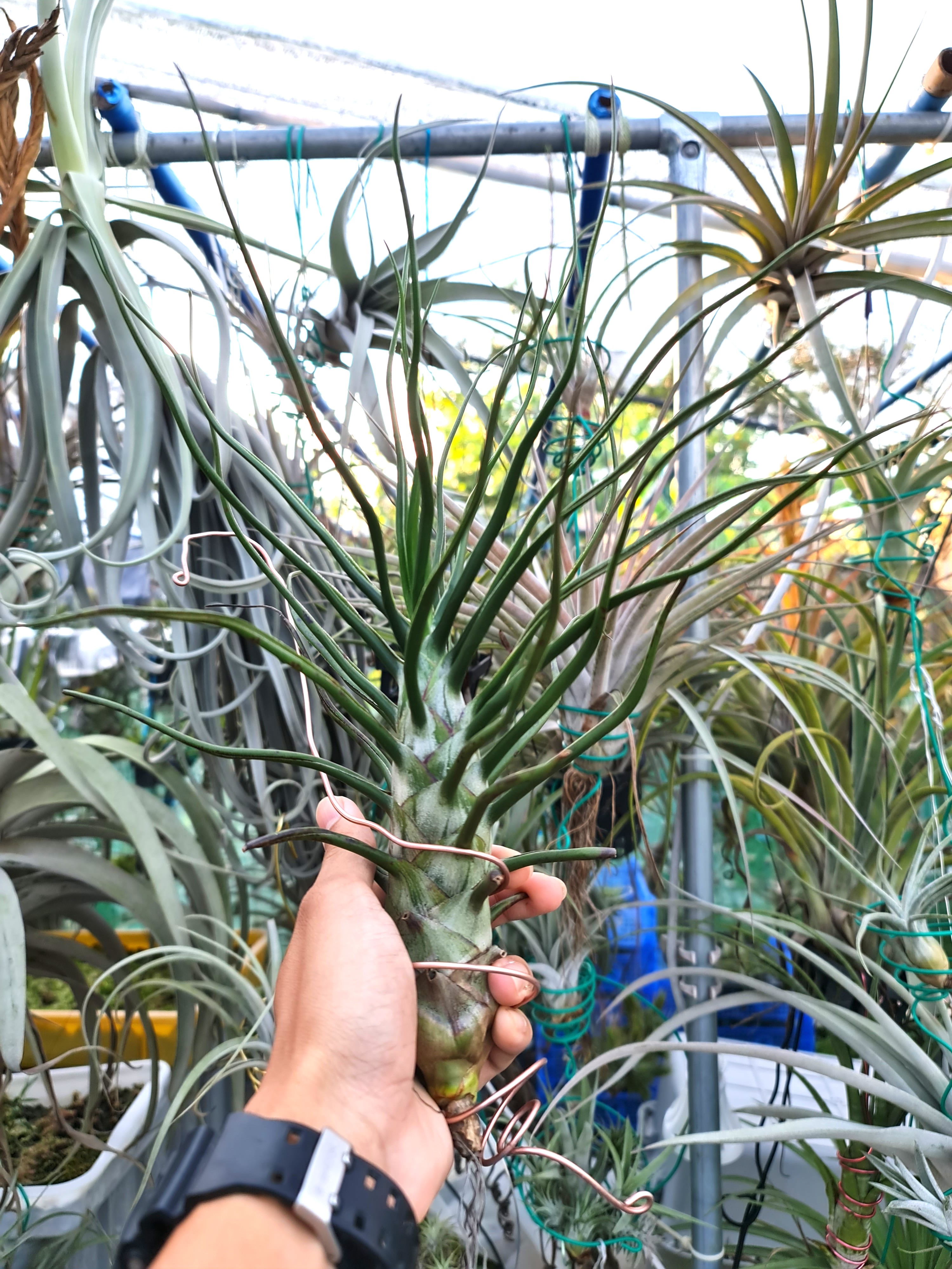 Tillandsia Bulbosa Belize (Air plant/ Household Plant / Indoor outdoor ...