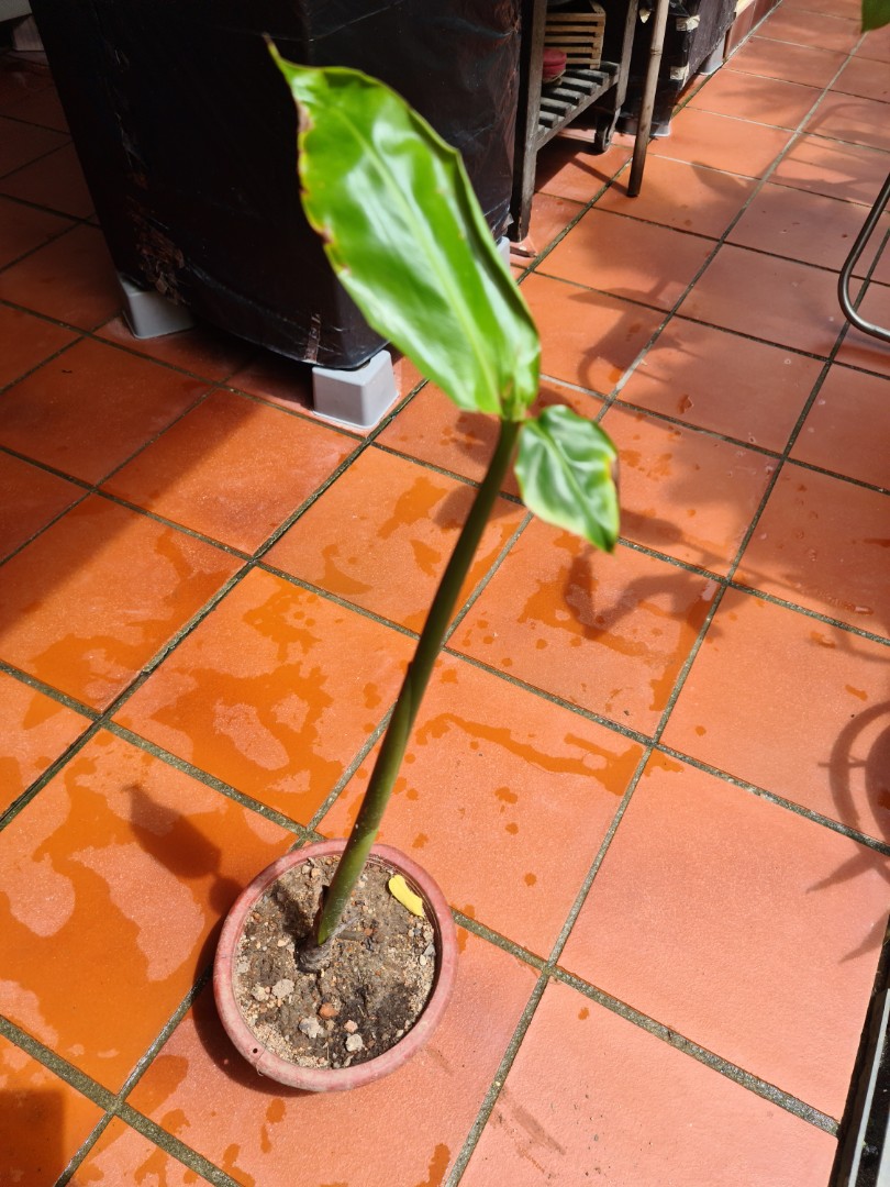 Bugna kantan, Furniture & Home Living, Gardening, Plants & Seeds on ...