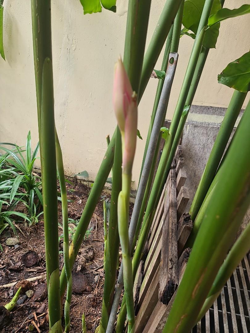 Bugna kantan, Furniture & Home Living, Gardening, Plants & Seeds on ...