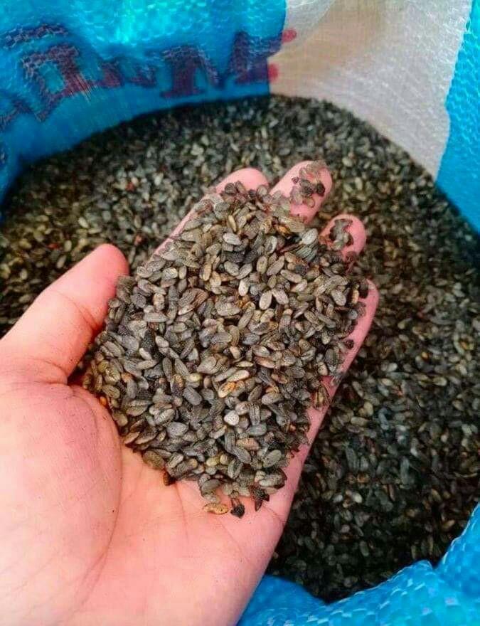 Dudumen/pinipig, Food & Drinks, Local Eats on Carousell