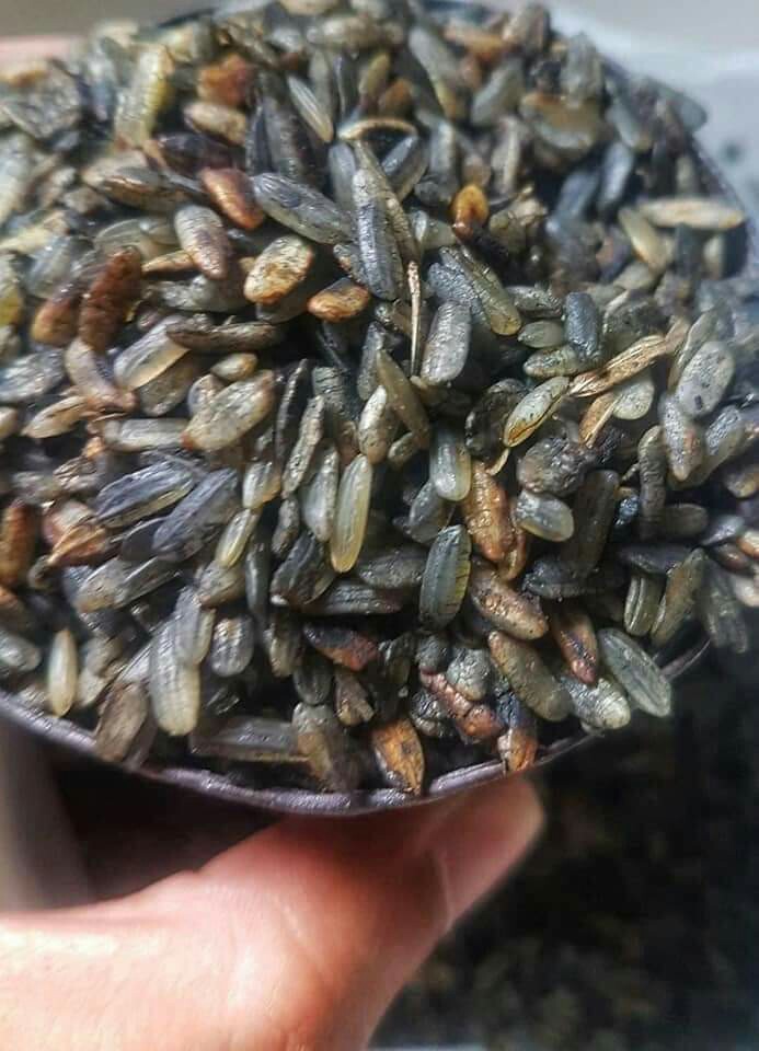 Dudumen/pinipig, Food & Drinks, Local Eats on Carousell