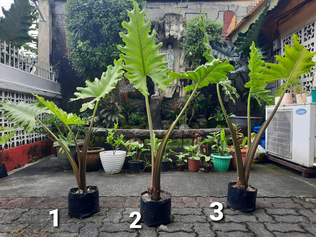 Giant Badyang/ Alocasia Plant (outdoor or indoor plant), Furniture ...