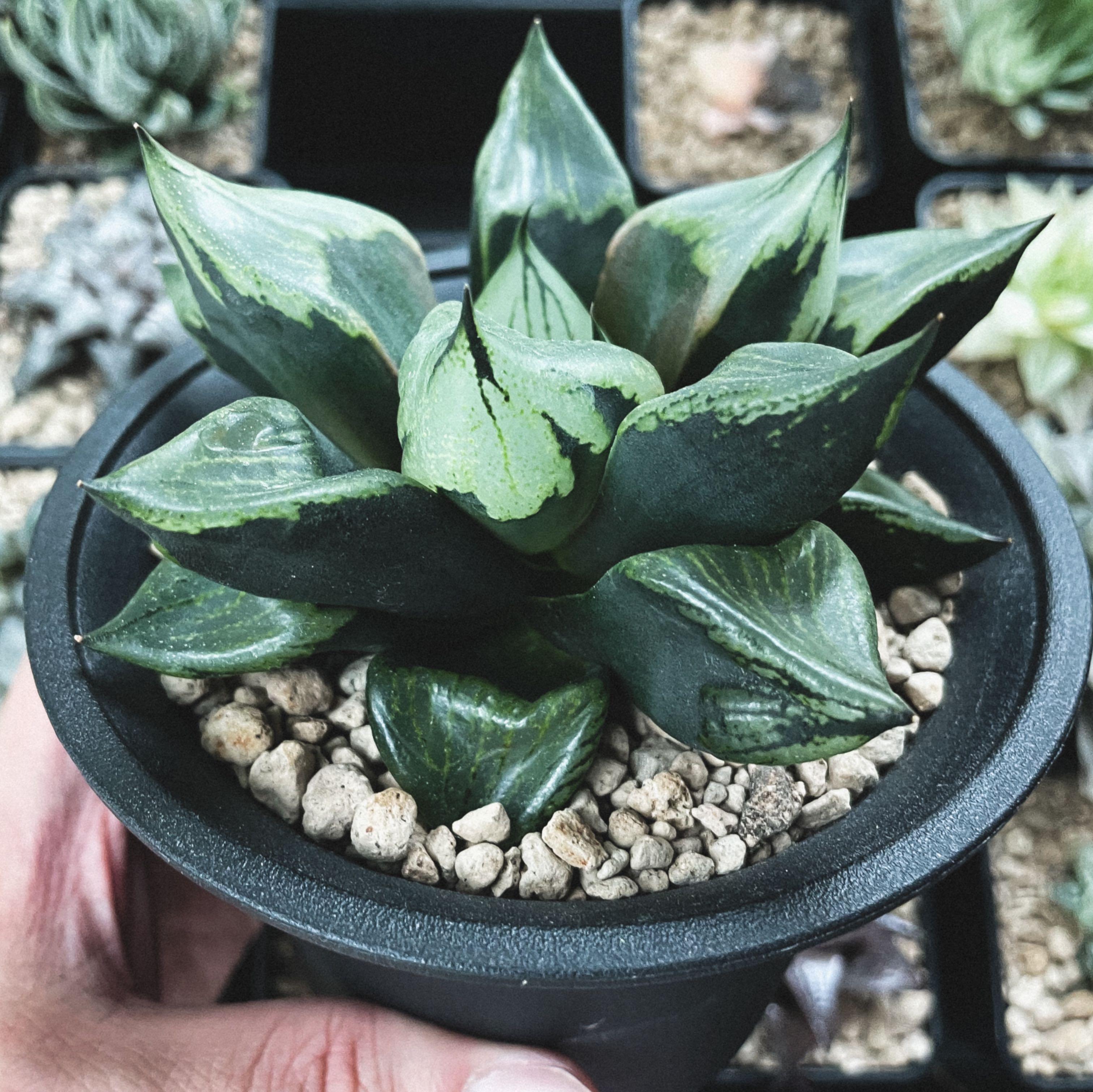 Haworthia mutant watermelon urahannya , Furniture & Home Living ...